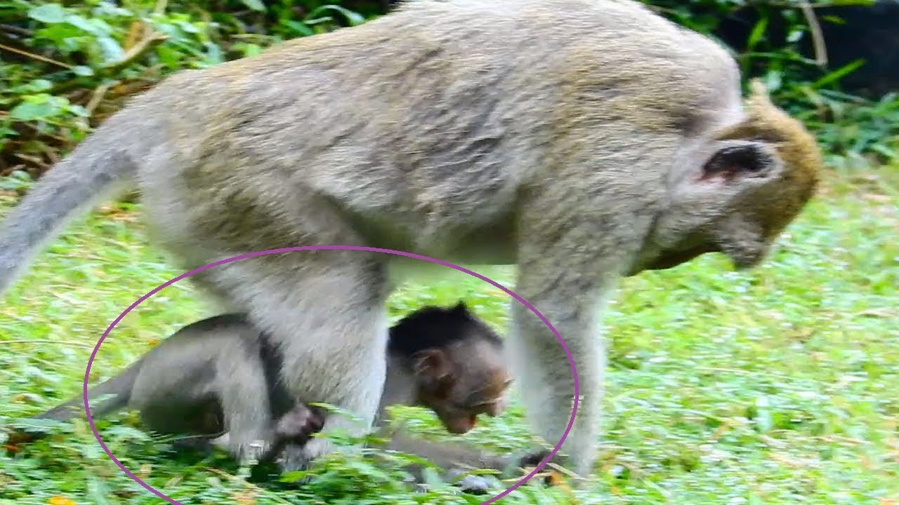 Cute Baby Monkey Very Angry Her Mum ST1519 Mono Monkey - YouTube