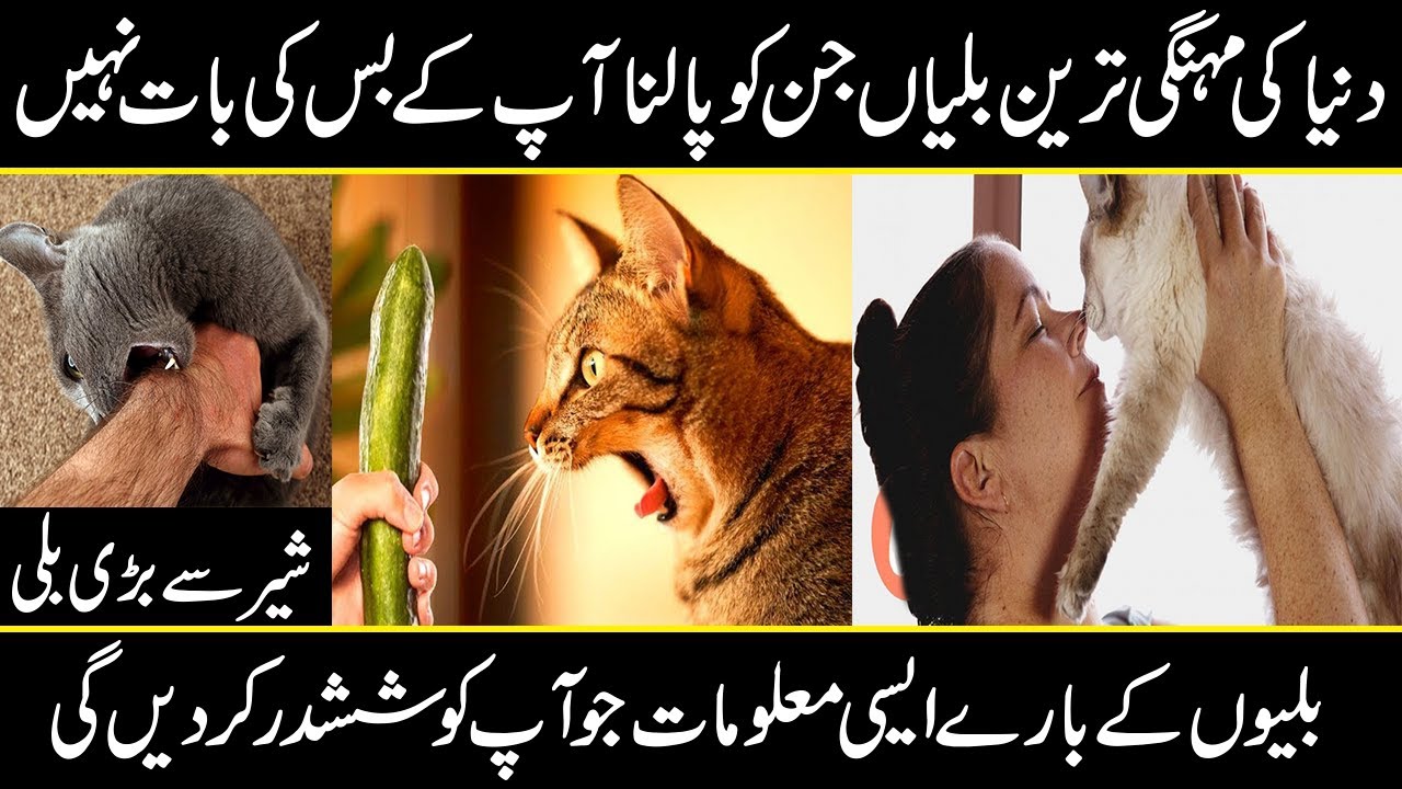 Most POPULAR Cat Breeds In The World Interesting Facts About Cats In most-popular-cat-breeds-in-the-world-interesting-facts-about-cats-in