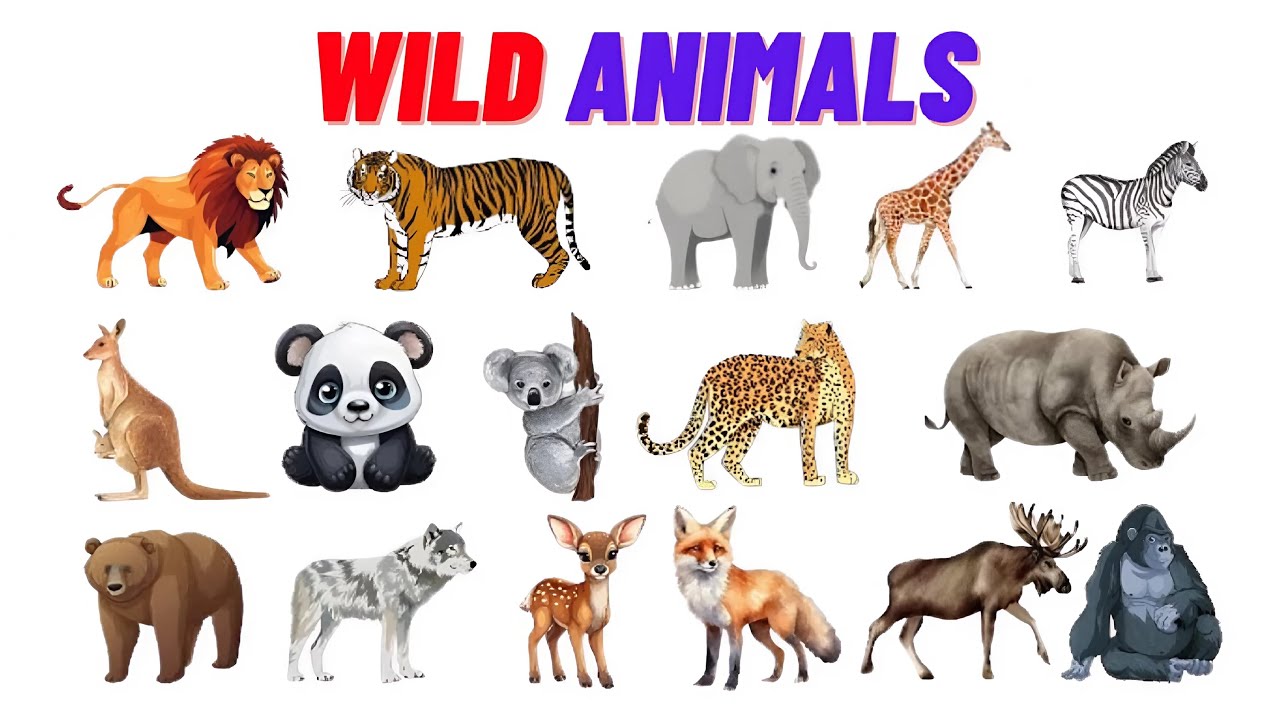 Wild Animals | Learn wild animals names in English | Kids vocabulary ...