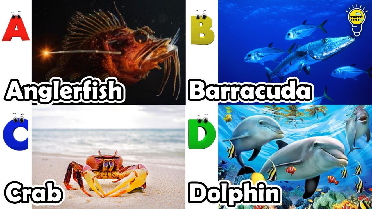 ABC Sea Animals song | Learn Alphabets | English and Animals for Kids ...