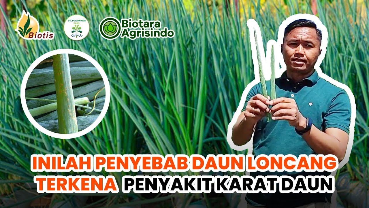 Kenali Penyebab Tanaman Daun Bawang (Loncang) Terkena Bintik Merah atau ...
