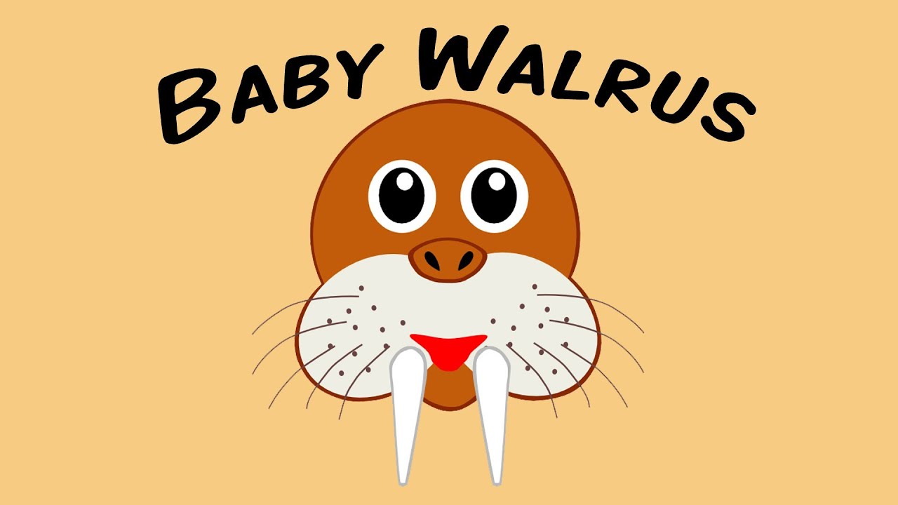 Baby Walrus (fingerplay song for children) - YouTube