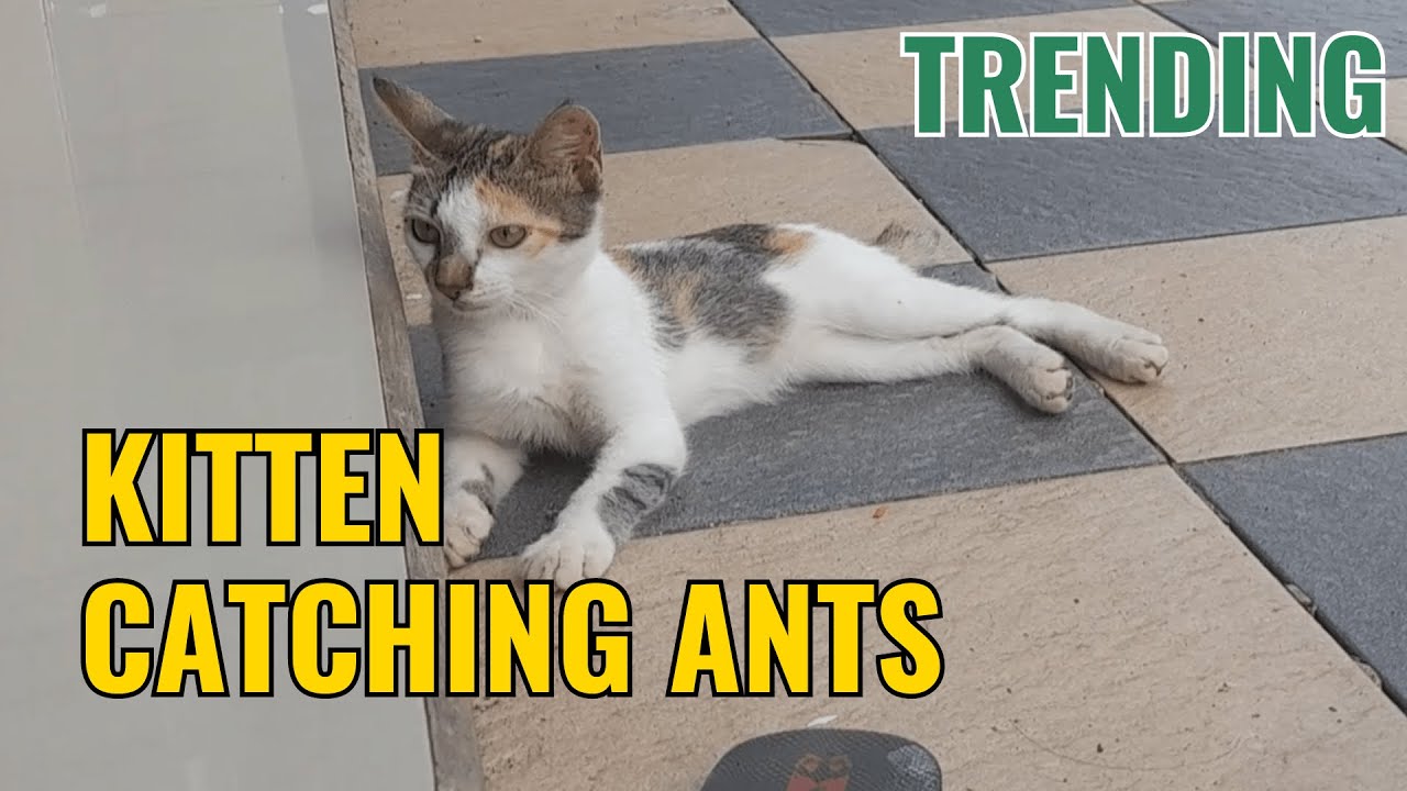VERY FUNNY COMPILATION - BABY KITTENS CATCH ANTS - CAT FEEDING #cat # ...