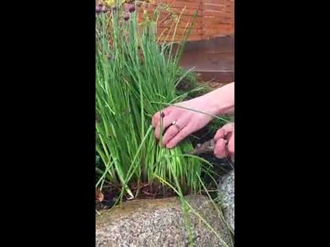 How To Cut Back Your Chives - YouTube