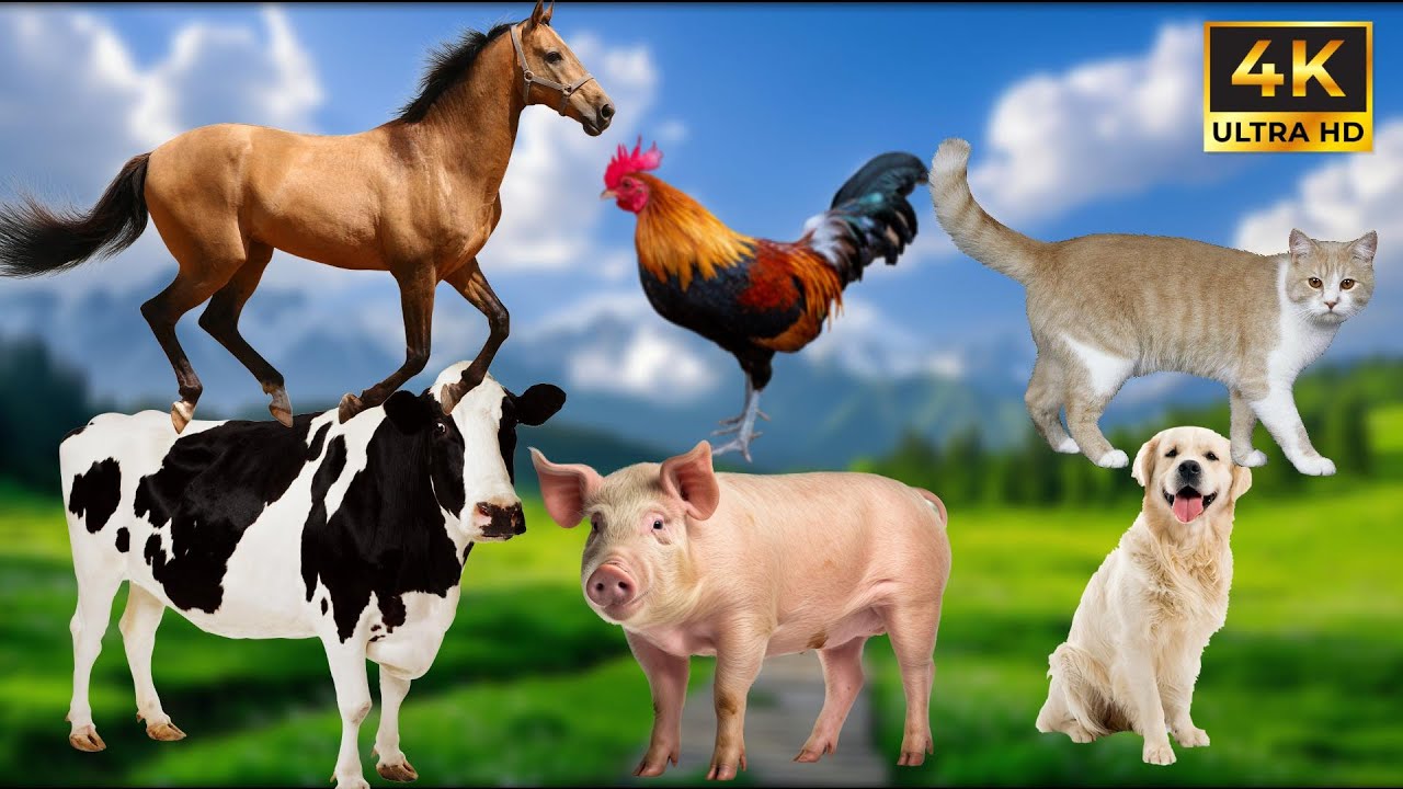 Relaxing Farm Animal Sounds | Horses, Rabbits, Goats & Others - YouTube
