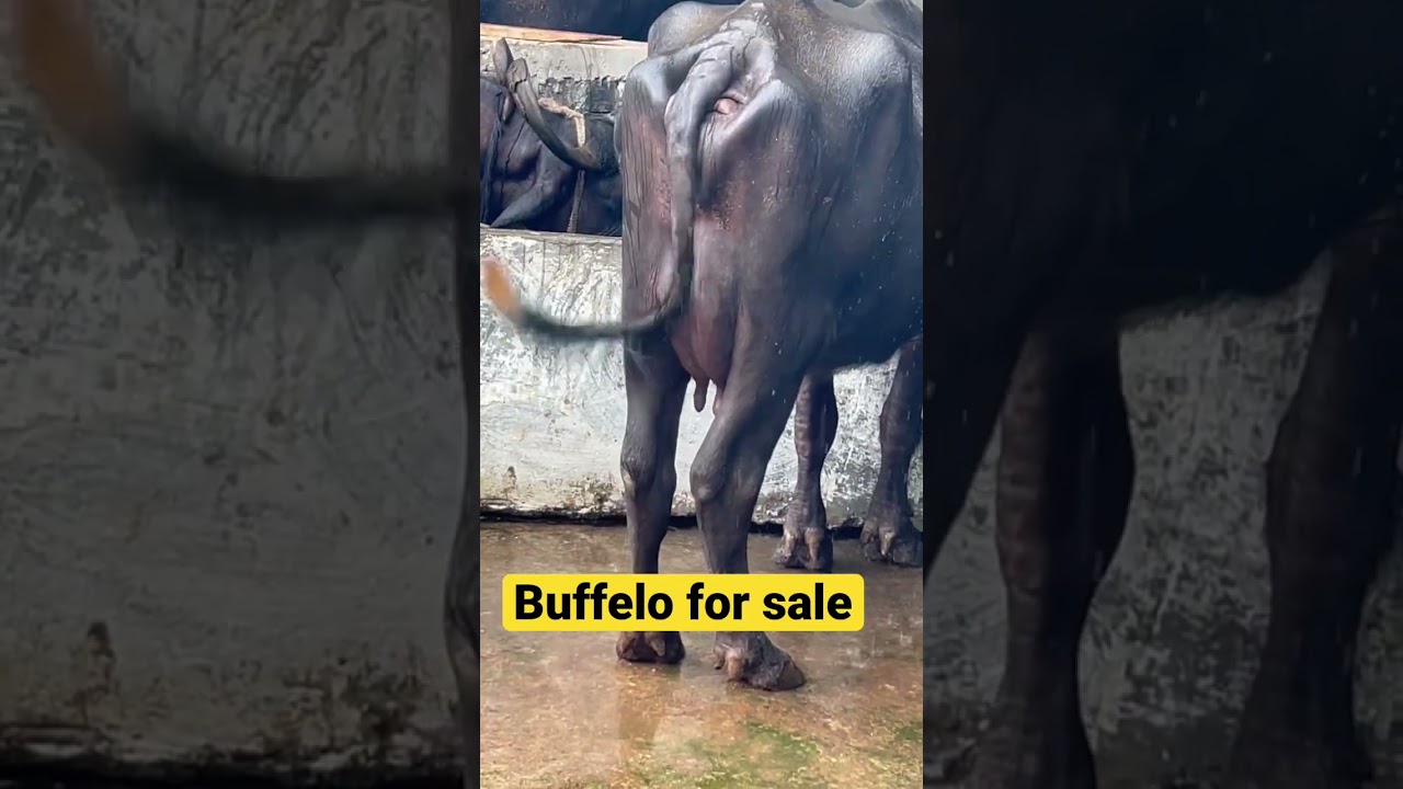 Buffelo for sale - YouTube