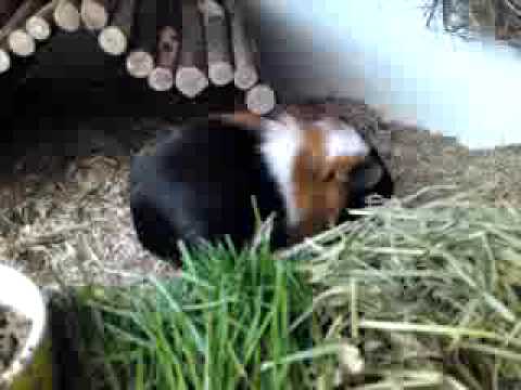 Poor guinea pig walking strange - YouTube
