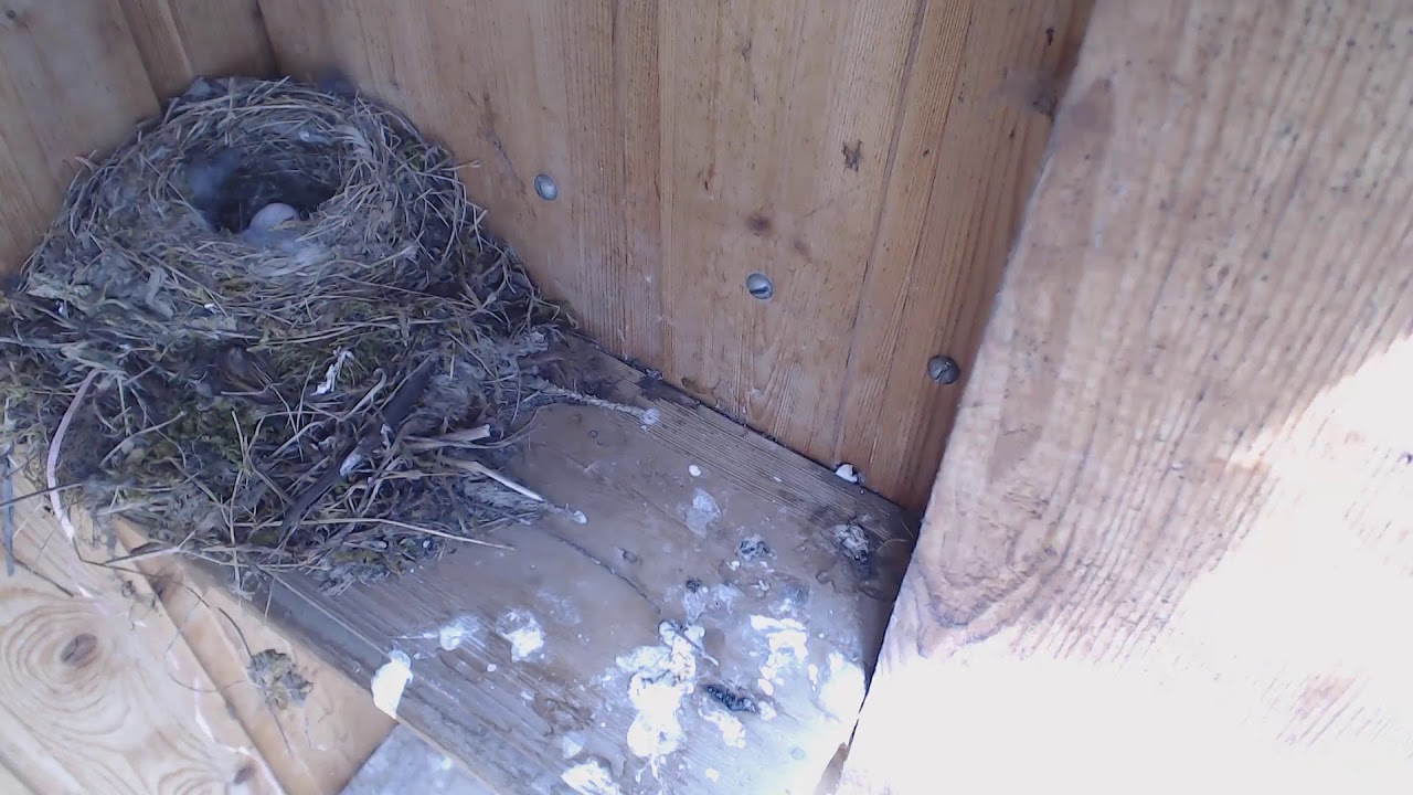 Livestream von Christian Lederer - YouTube