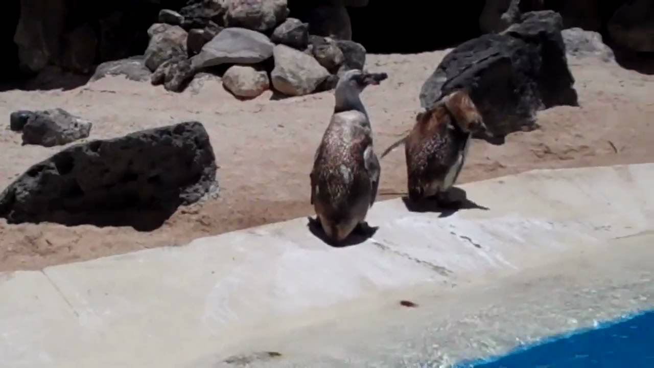Penguins getting a tan in Hawaii - YouTube