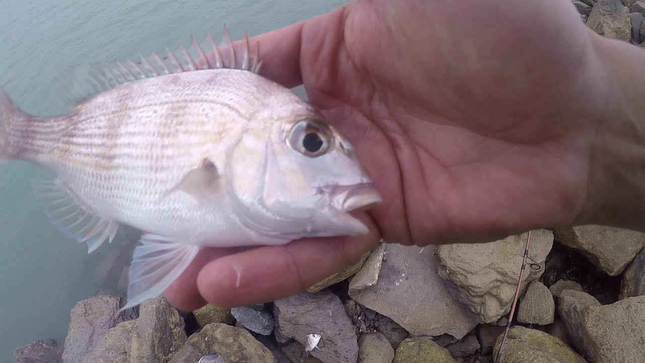 LAND BASED SNAPPER FISHING AT NELSON, NZ - YouTube