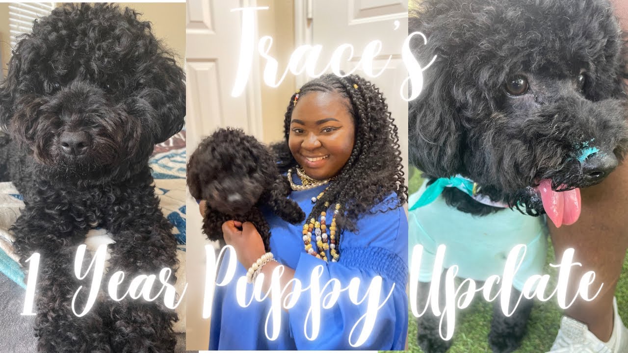 1 Year Update | Malti Cotonpoo Puppy | Dog Mom Life // KIANDRIA OLIVIA ...