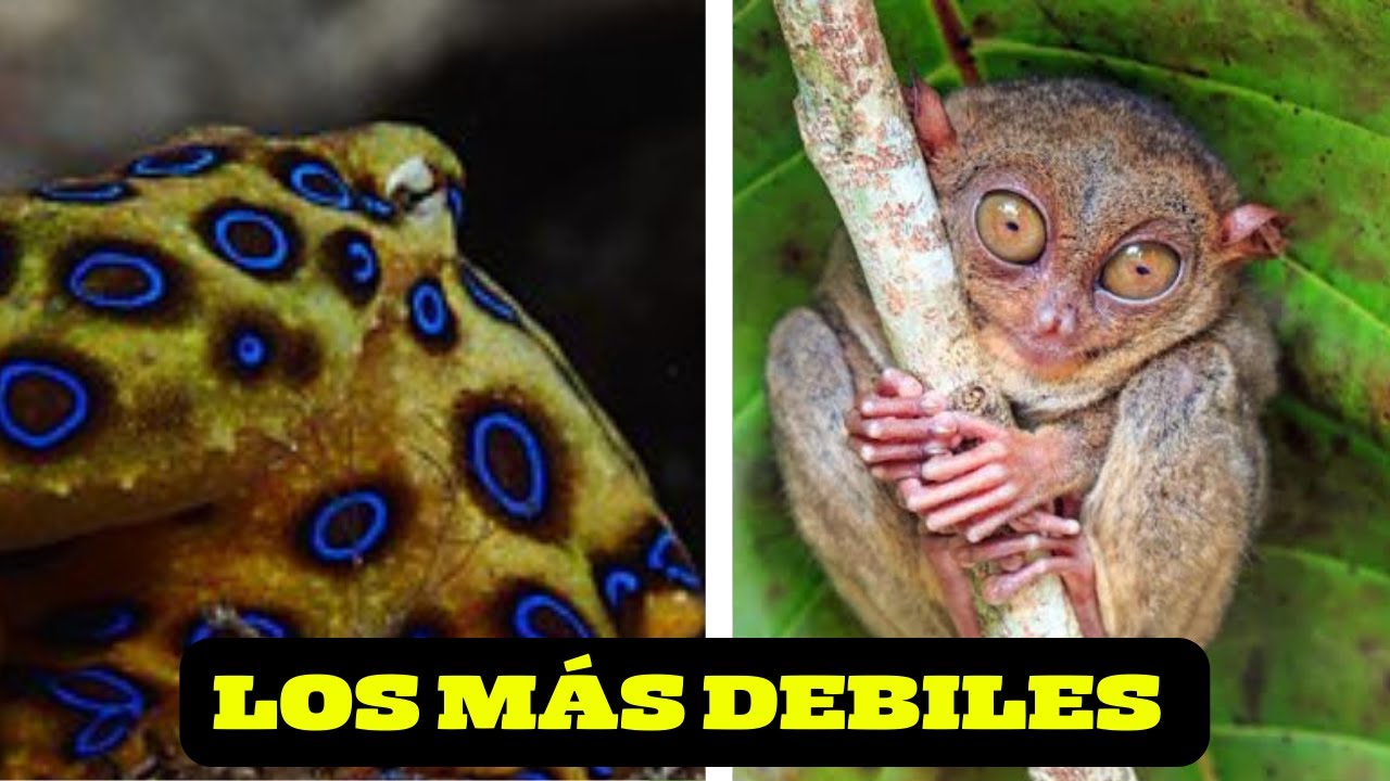 Los 10 ANIMALES más DEBILES del MUNDO - YouTube