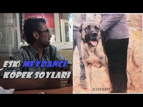 ESKİ EFSANELER VE MEYDANCI KÖPEKLERİ BU İŞİN ERBABINDAN DİNLEYELİM
