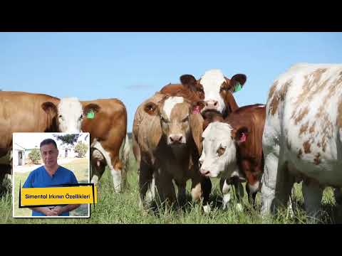 Simental Irkının Özellikleri