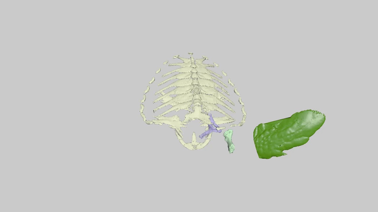 XROMM Animation of Flipper Motion of Loggerhead Sea Turtle - YouTube