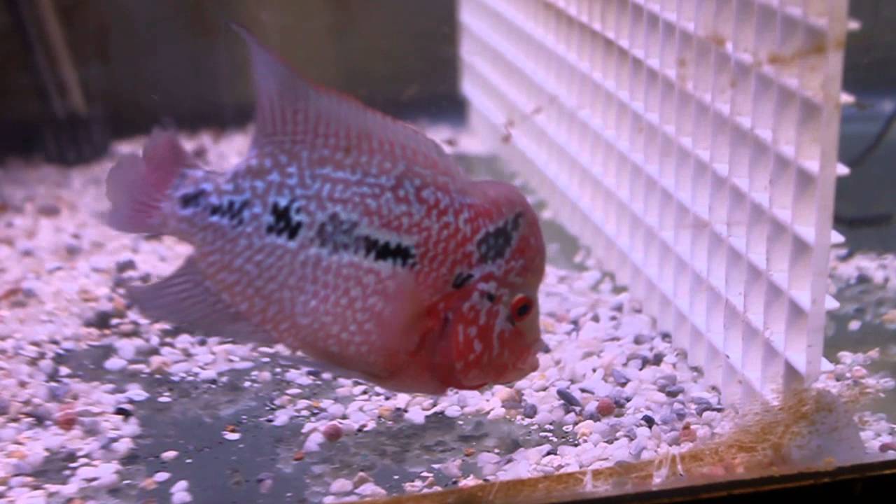 RED MAGMA FLOWERHORNS - MEGA CICHLID - YouTube