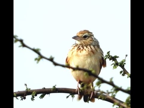 Sweet Song of Singing Bushlark - YouTube