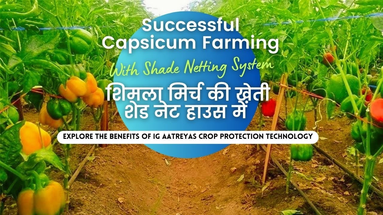 Capsicum Farming | Capsicum Cultivation in Shade Net House | How To ...
