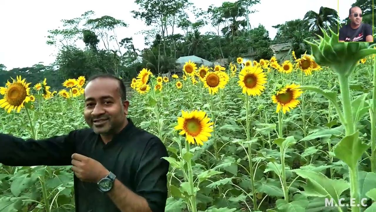 Surjomukhi Flower Vlog-03 - YouTube