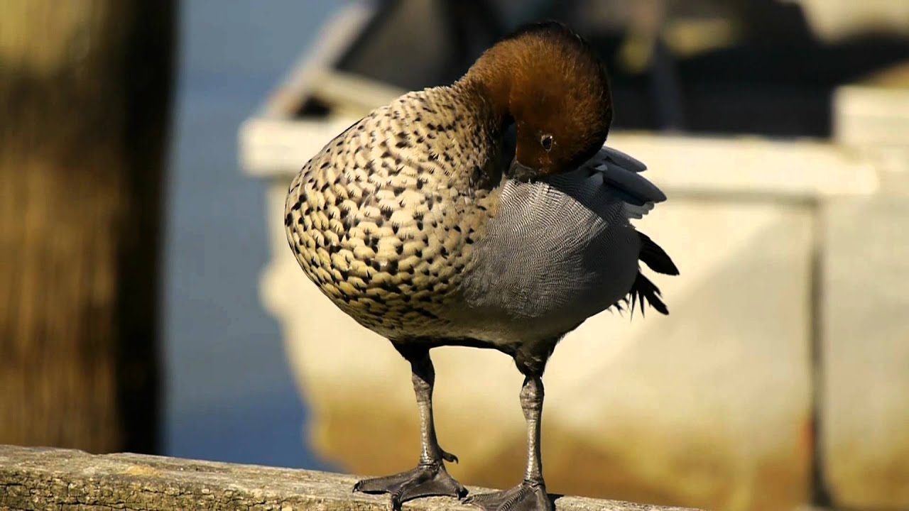 Australian Wood Duck, Maned Duck or Maned Goose (Chenonetta jubata ♂ ...