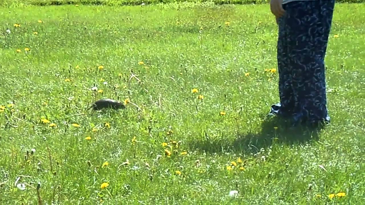 rat chasing person - YouTube