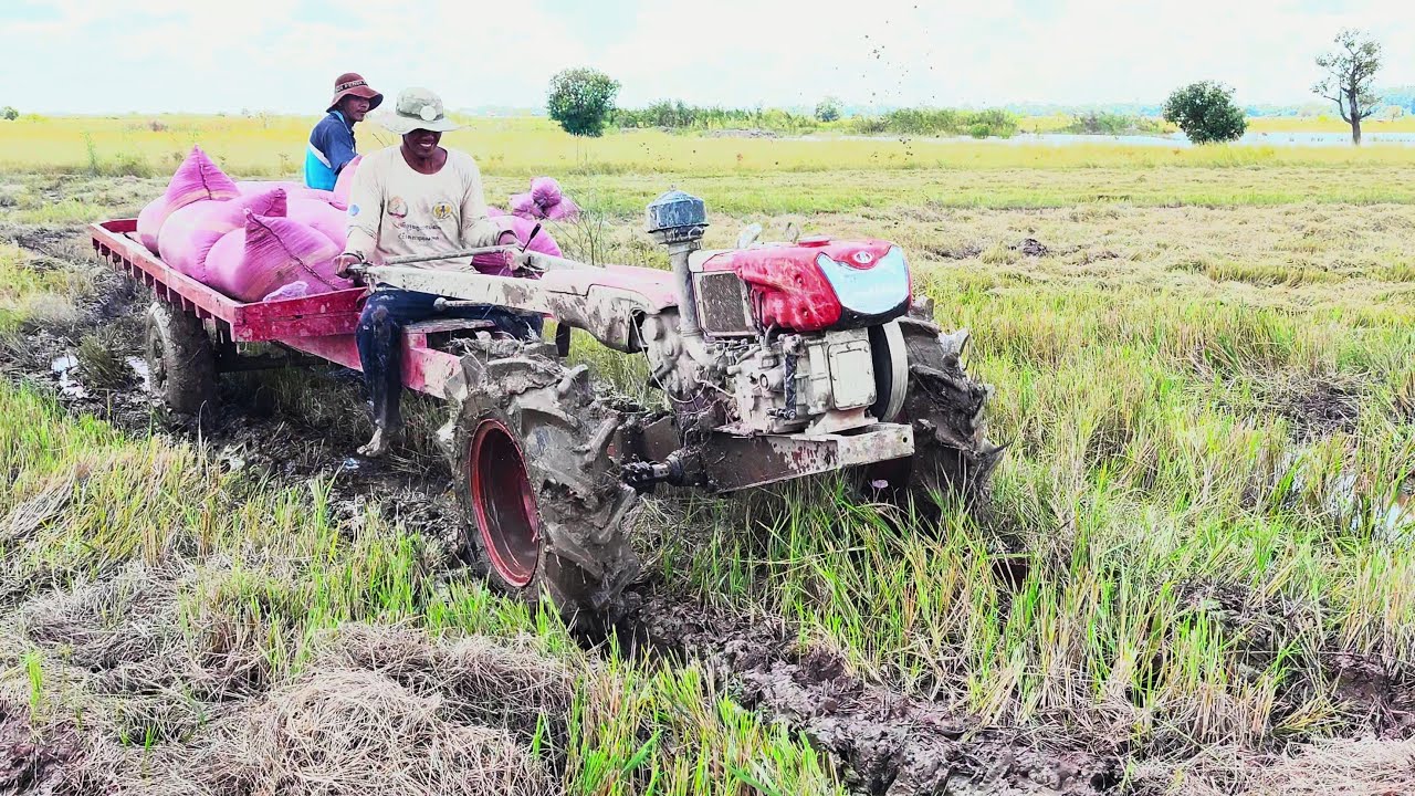 Drive mini tractor transporting rice seeds Across mud farm ...