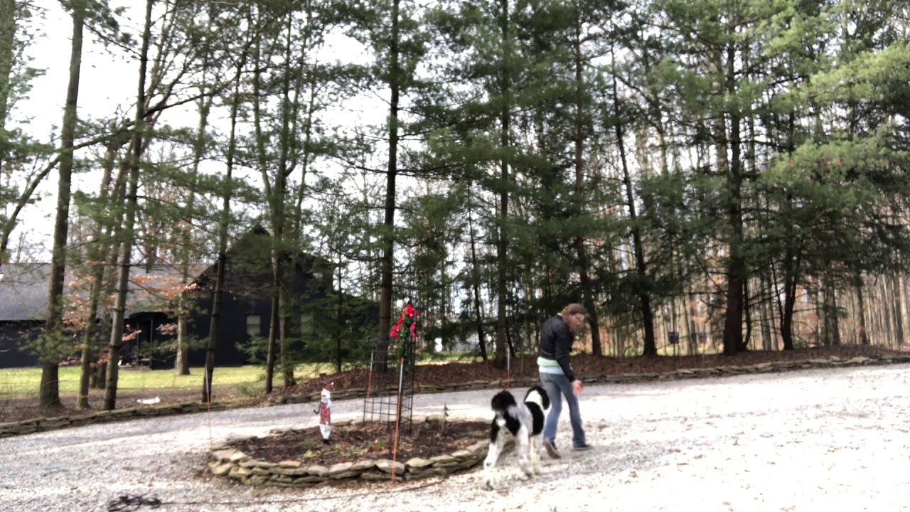 December 23 Murphy 2020 Dublin dog training - YouTube