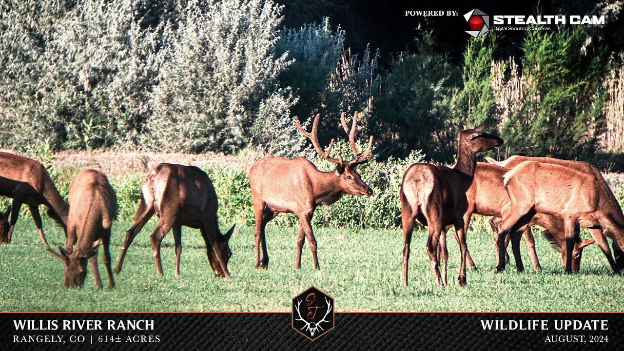 Willis River Ranch- Wildlife Video - YouTube