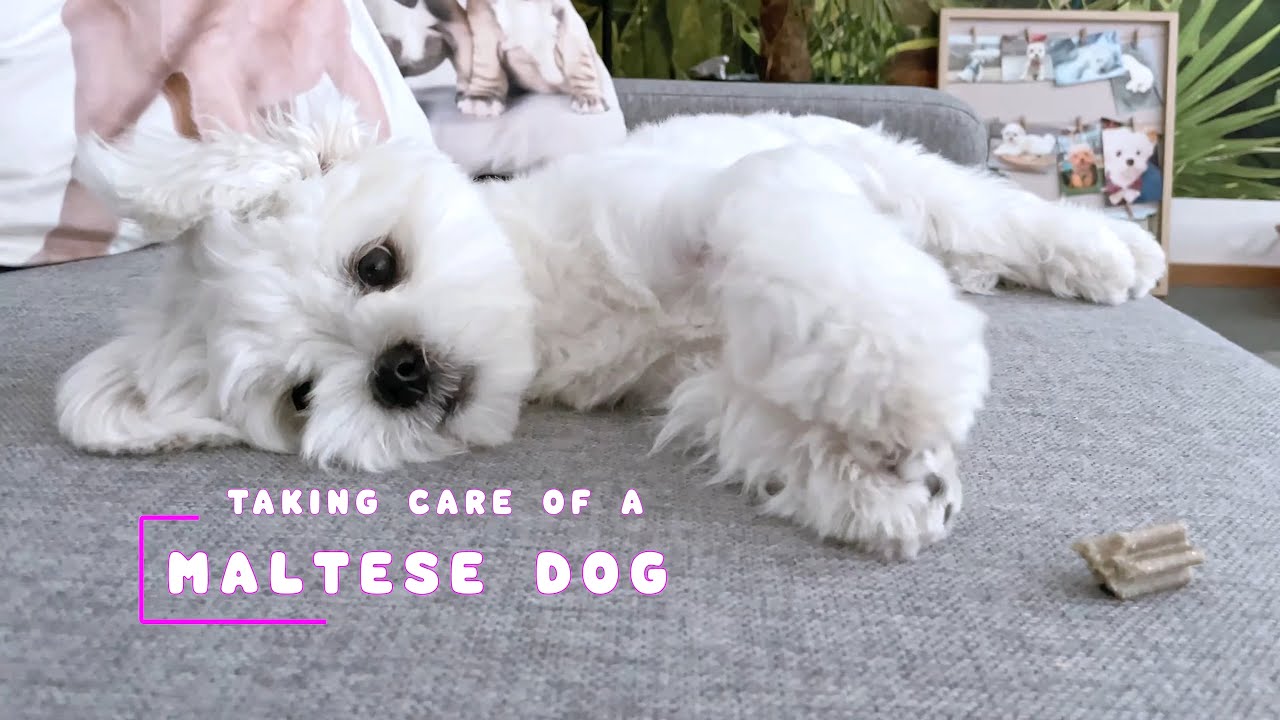 HOW TO TAKE CARE OF A MALTESE DOG: EVERYTHING YOU NEED TO KNOW 🎓 - YouTube