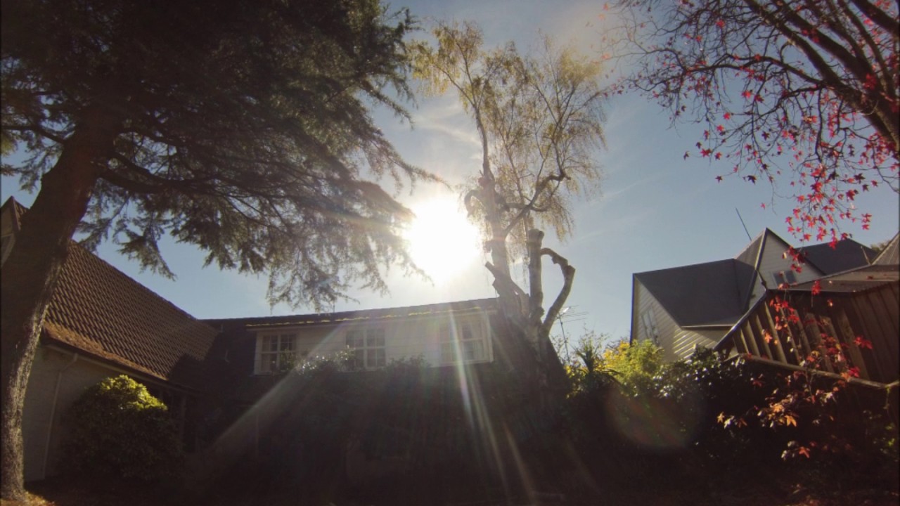 Birch tree removal - YouTube