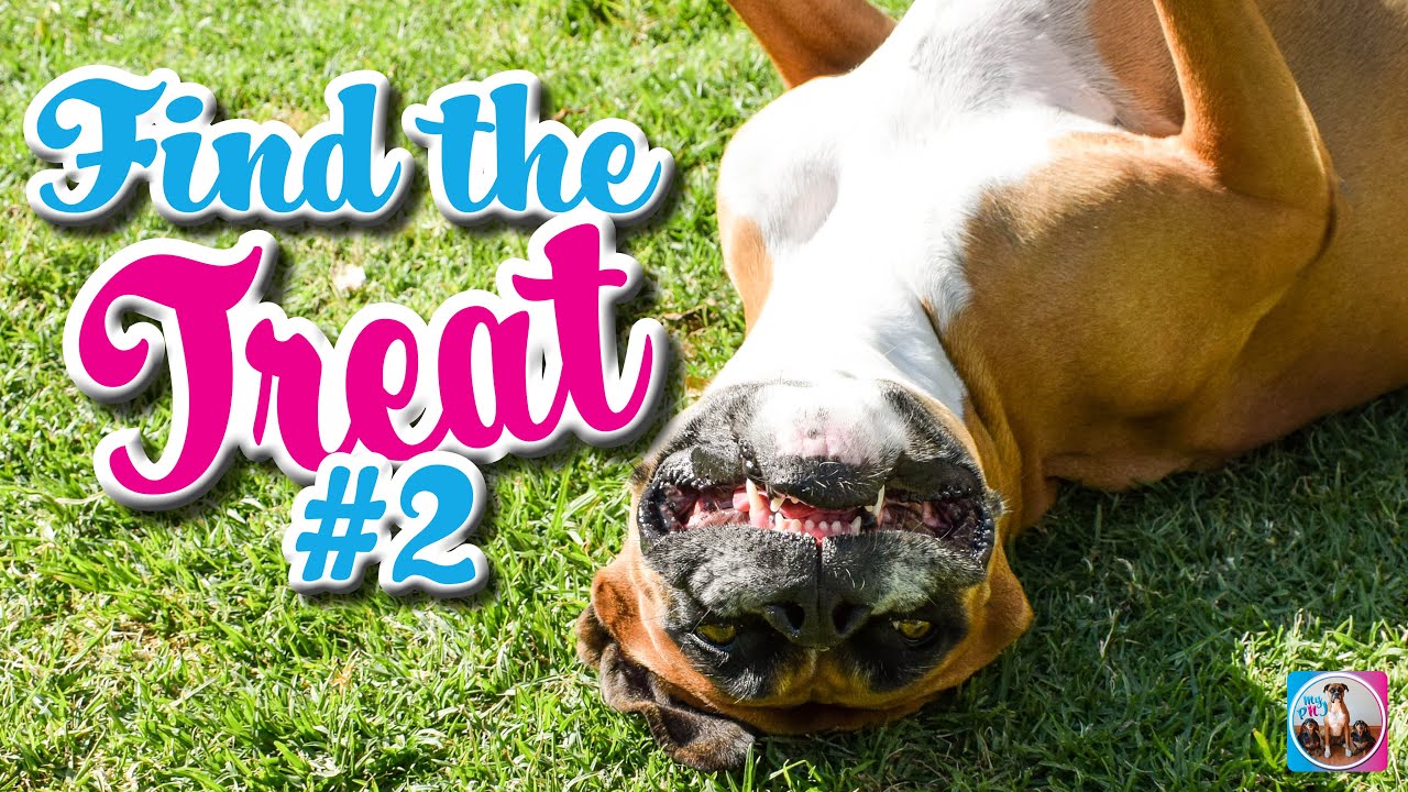 Find the treat | Episode 2 | - YouTube