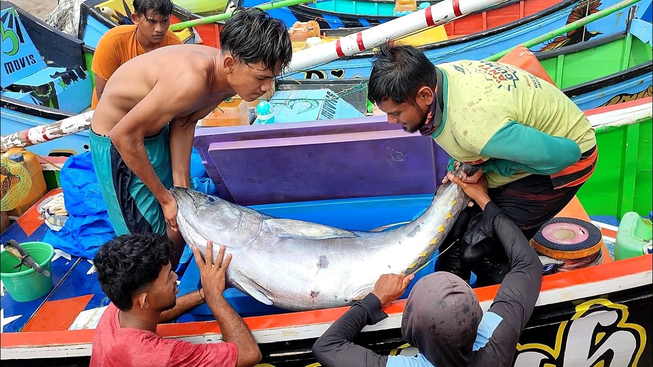 Wow Amazing!!! Tangkapan Ikan Tuna Monster Nelayan Tradisional Laut ...