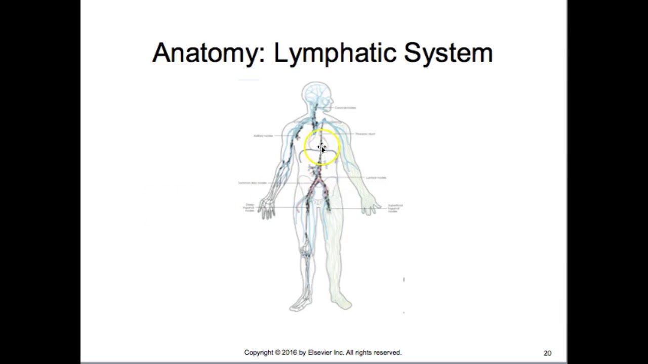 Vascular, Cardiac and Interventional Procedures - YouTube