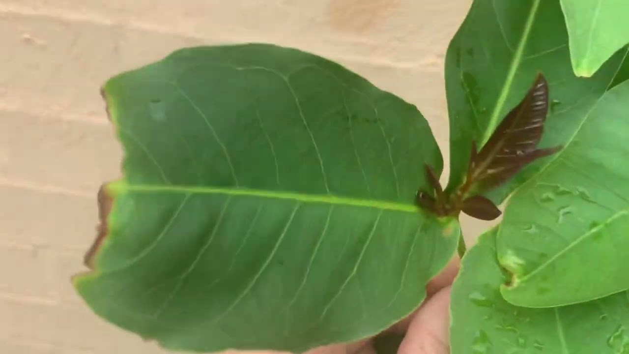 Purple Wax Jambu growth progress - YouTube