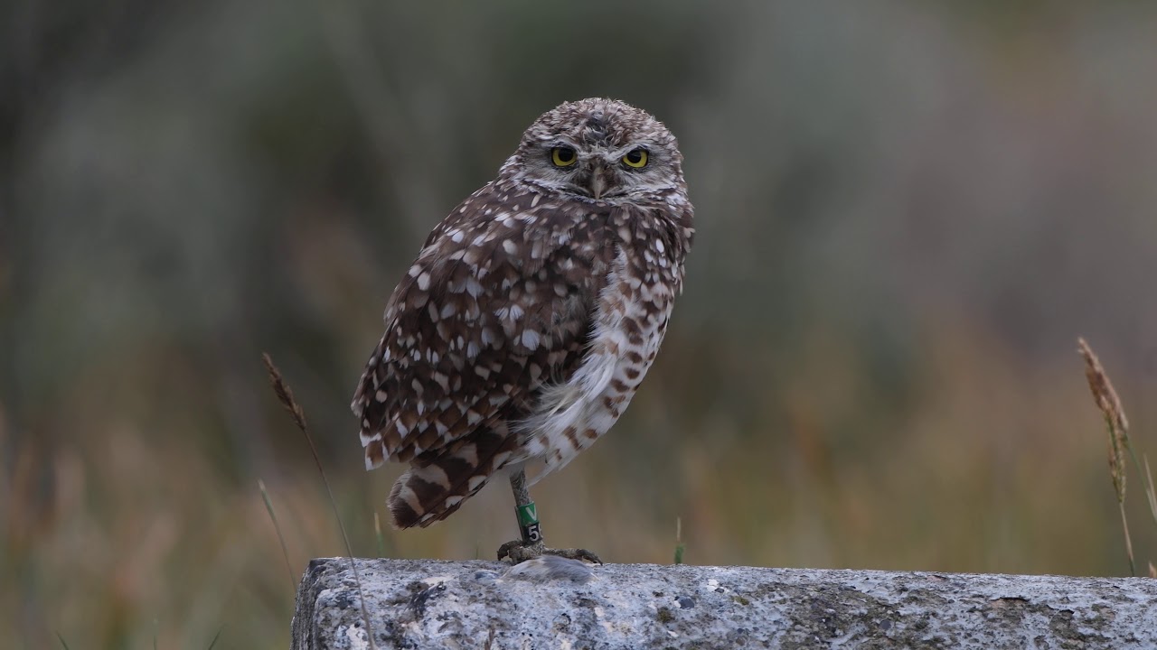 Burrowing Owl - BC interior - YouTube
