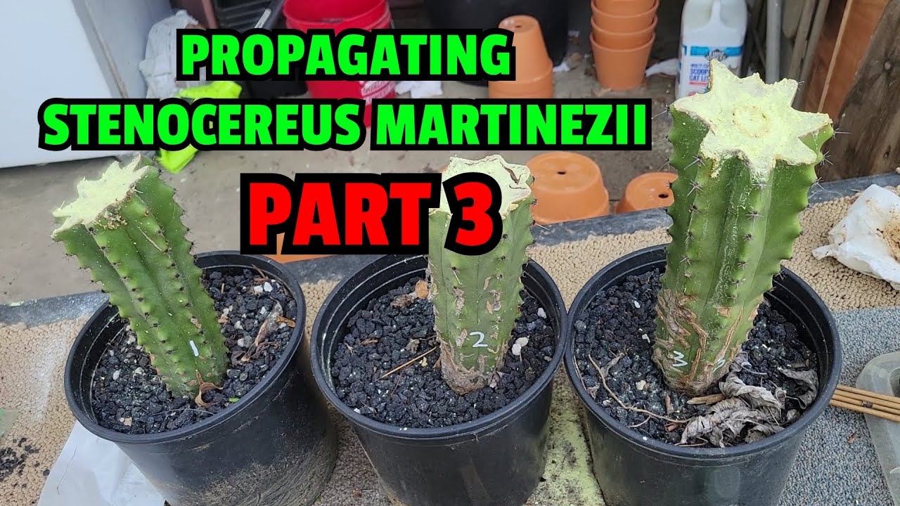 Propagating Stenocereus martinezii PART 3 - YouTube