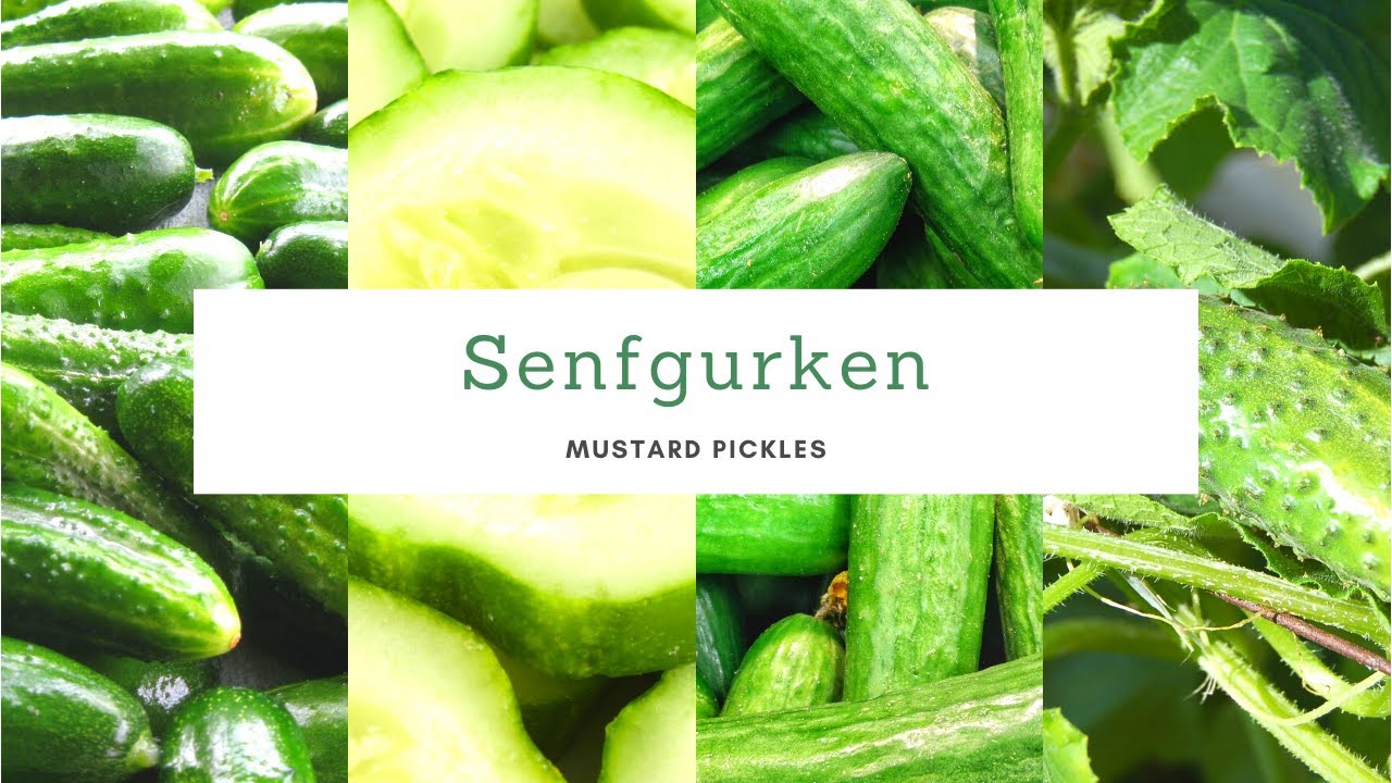 Senfgurken - Mustard Pickles - YouTube