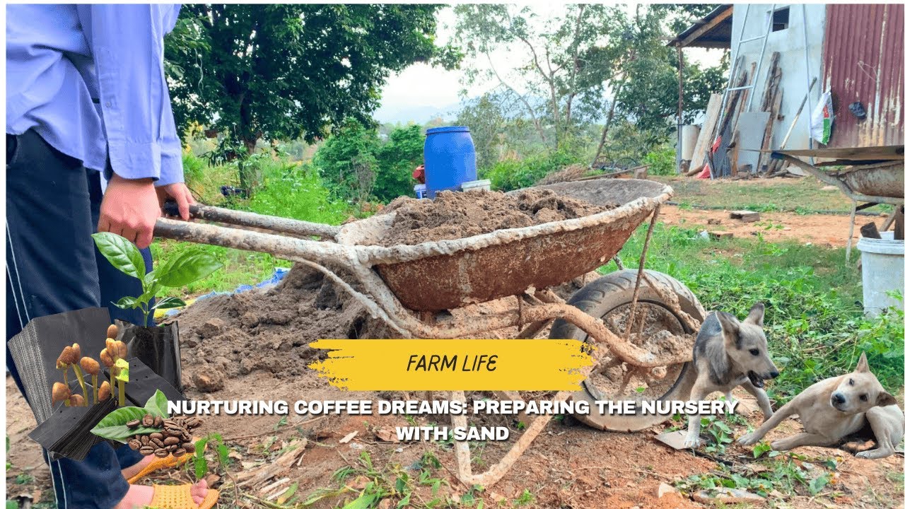 Nurturing Coffee Dreams: Preparing the Nursery with Sand - YouTube