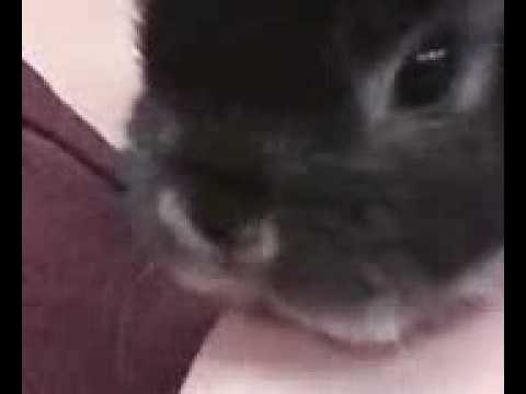 Cute little bunny twitching its nose! - YouTube
