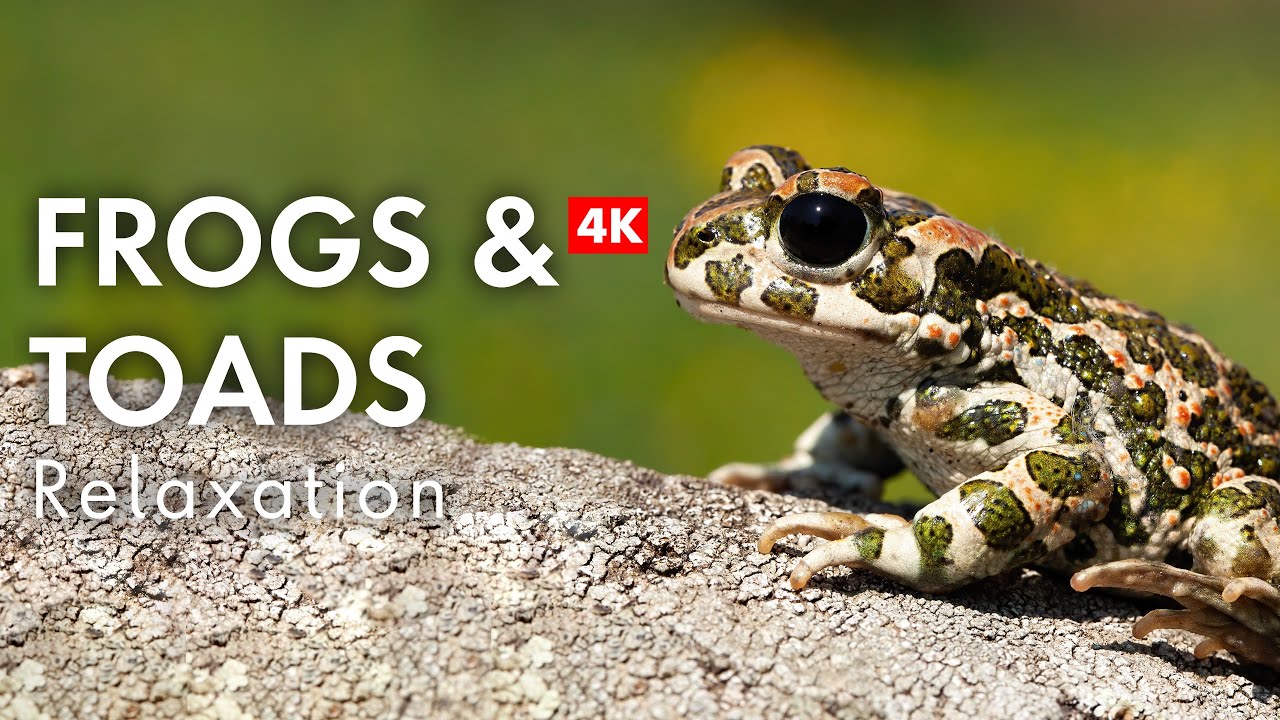 Frogs & Toads, Relaxing Music For Stress Relief - YouTube