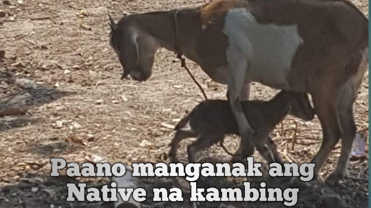 Paano manganak ang native na kambing - YouTube