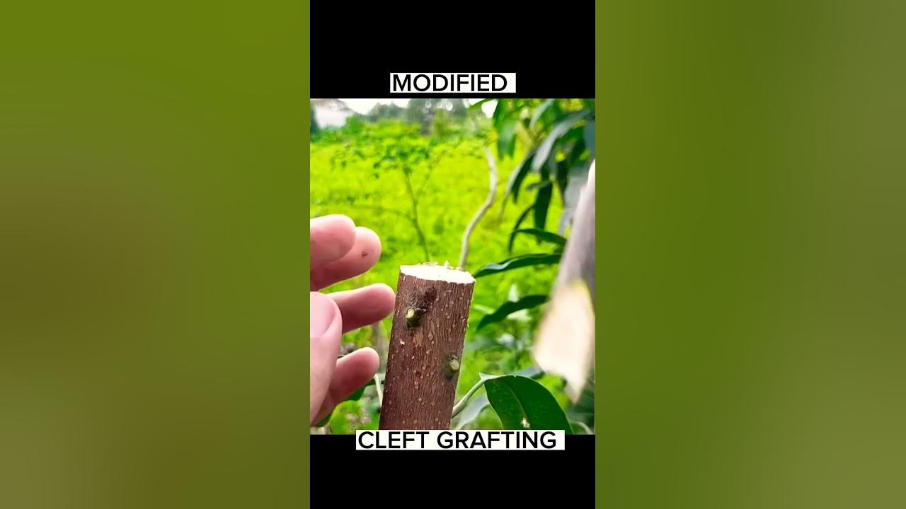 Modified Cleft Grafting Youtube