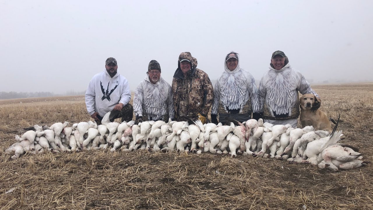 Spring Snow Goose Hunt - YouTube