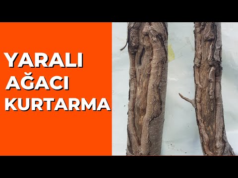 YARALI Ağaç Nasıl Kurtarılır ?   yöntemi çokk kolay.