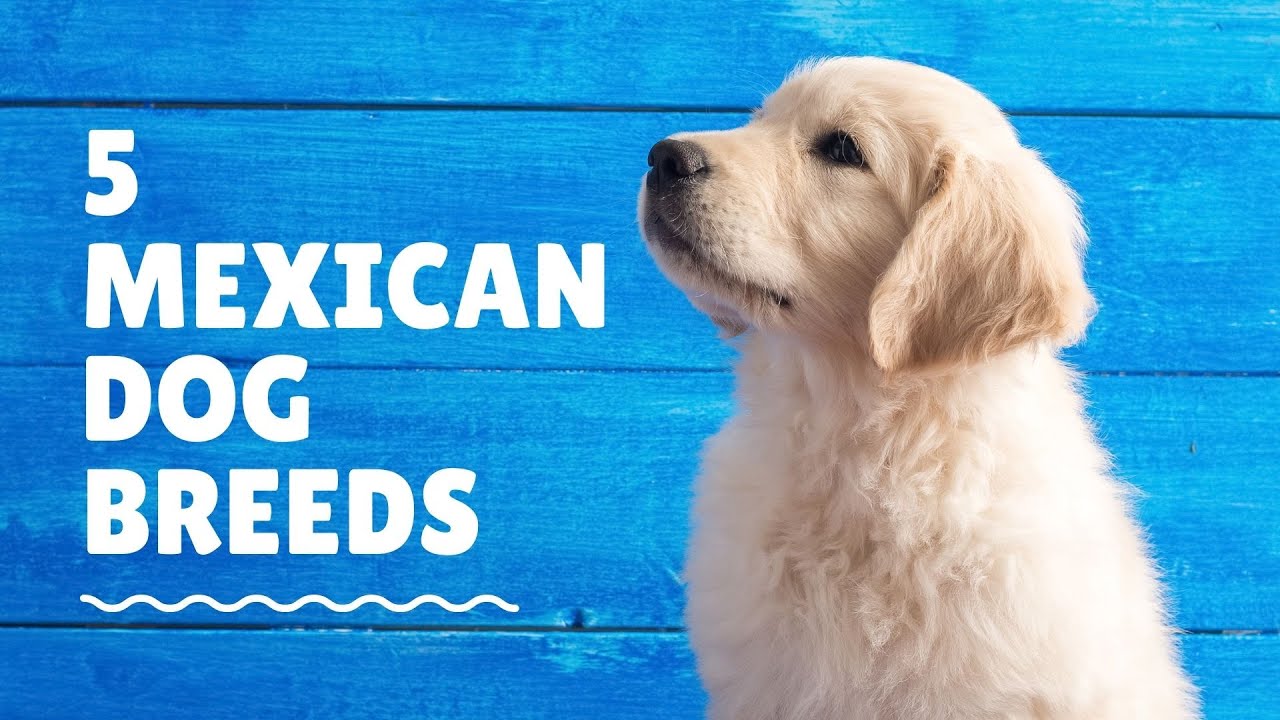 5 Popular Mexican Dog Breeds - YouTube