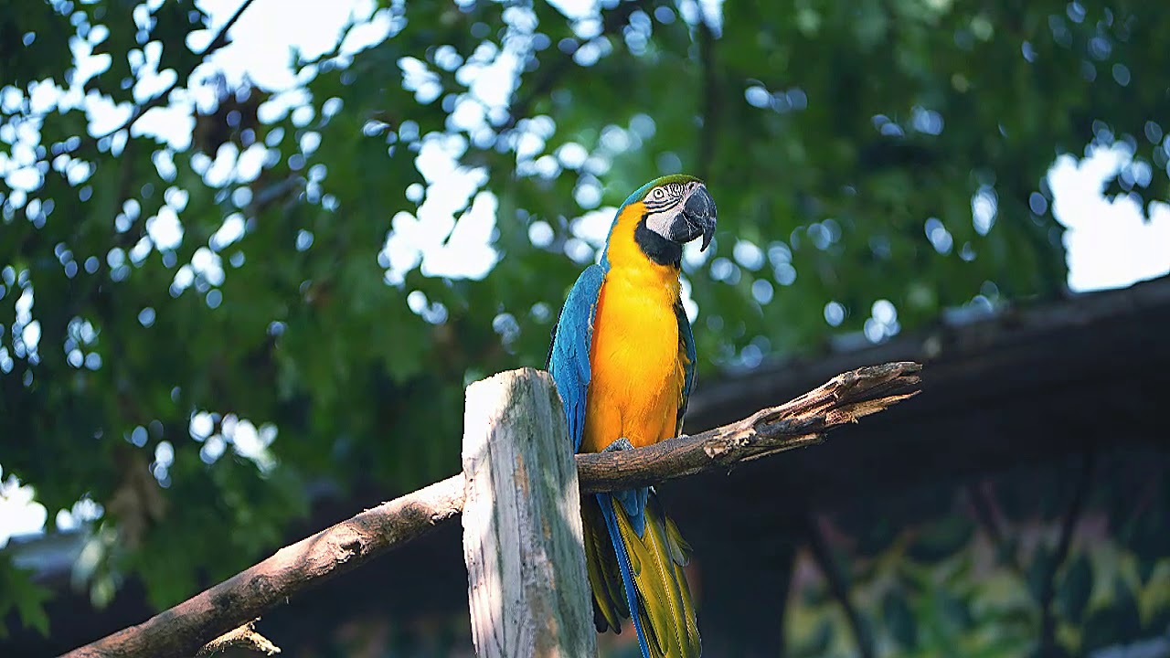 Most beautiful pets in the world - YouTube