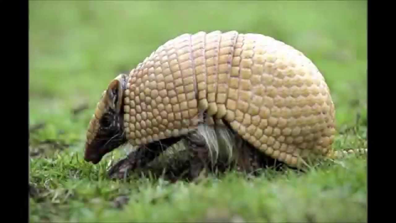 La naturaleza del armadillo - YouTube
