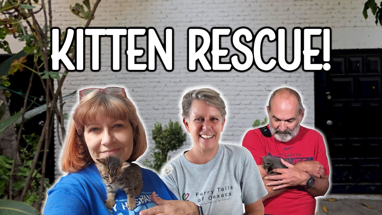 13 Kittens, 1 Mission: How We Rescued Kittens with Help from Furry ...