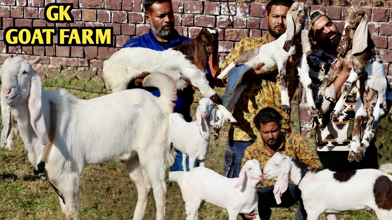 GK Goat Farm Ke Offer Wale Totapari & Kota Malwa Goat’s - YouTube