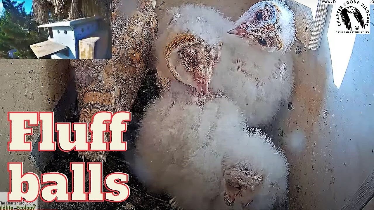 Adorable Barn Owl Nestlings Preens Each Other - Look Like Fluffy Cotton ...